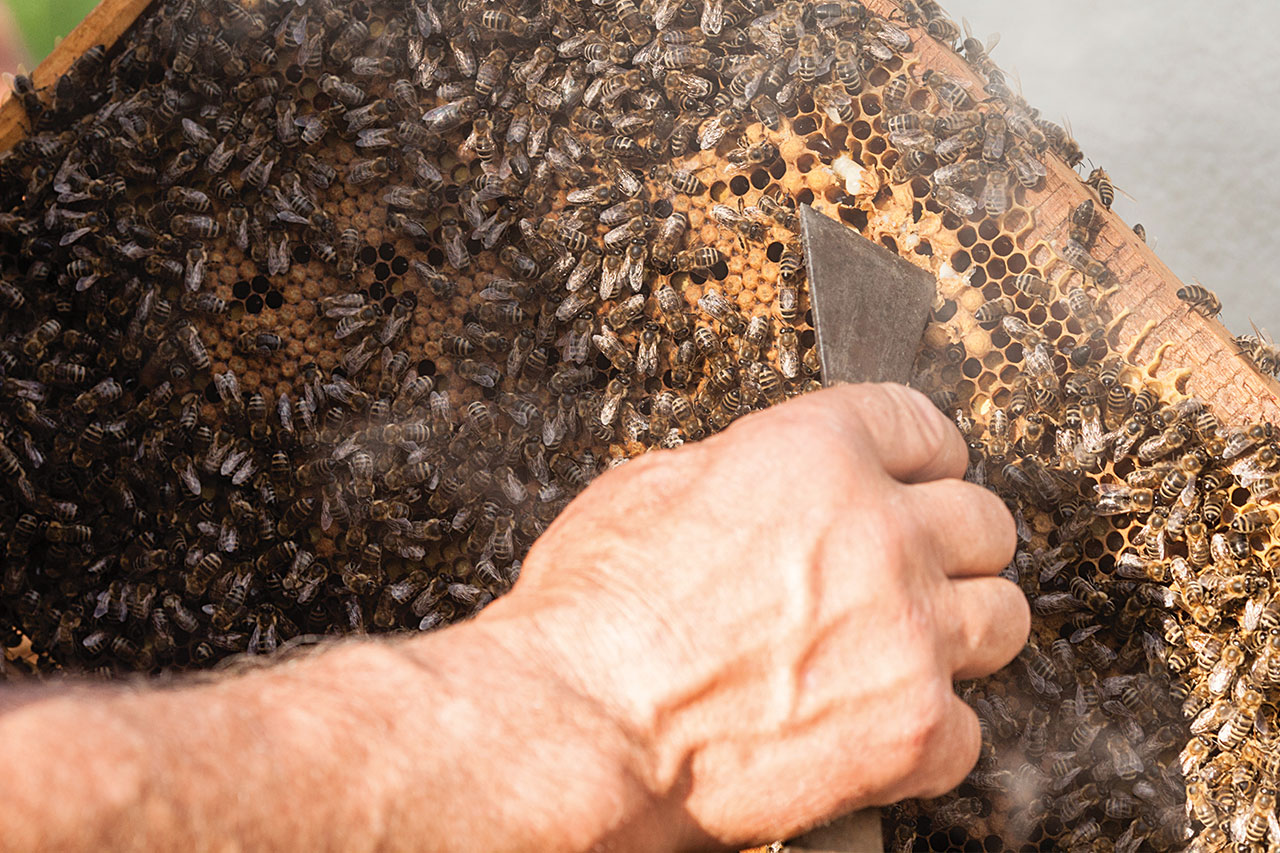 About Bees - Alberta Beekeepers Commission