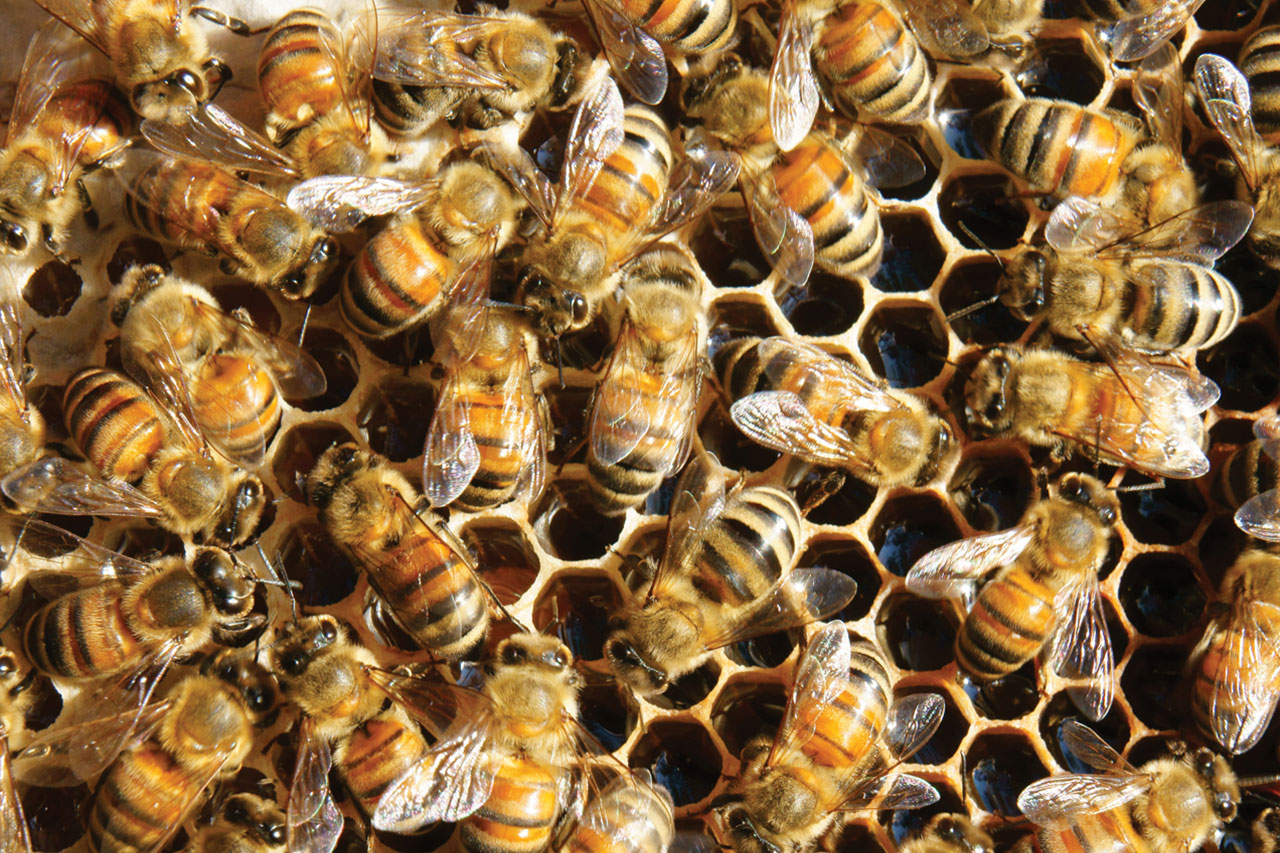 Swarm Information - Alberta Beekeepers Commission