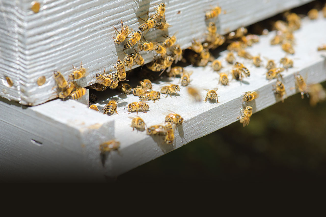 About - Alberta Beekeepers Commission
