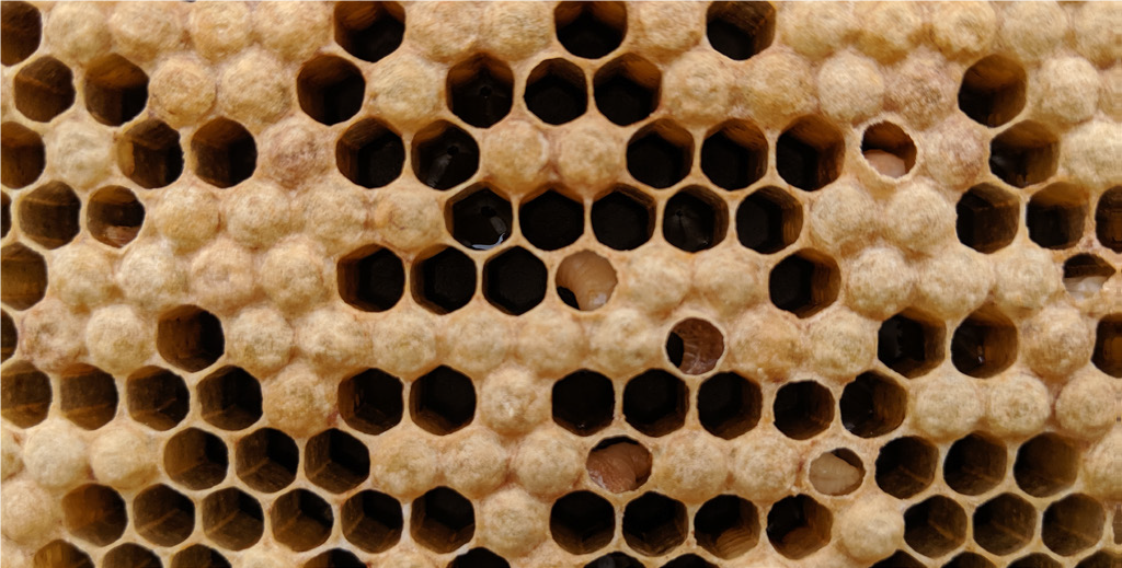 European Foulbrood - Alberta Beekeepers Commission