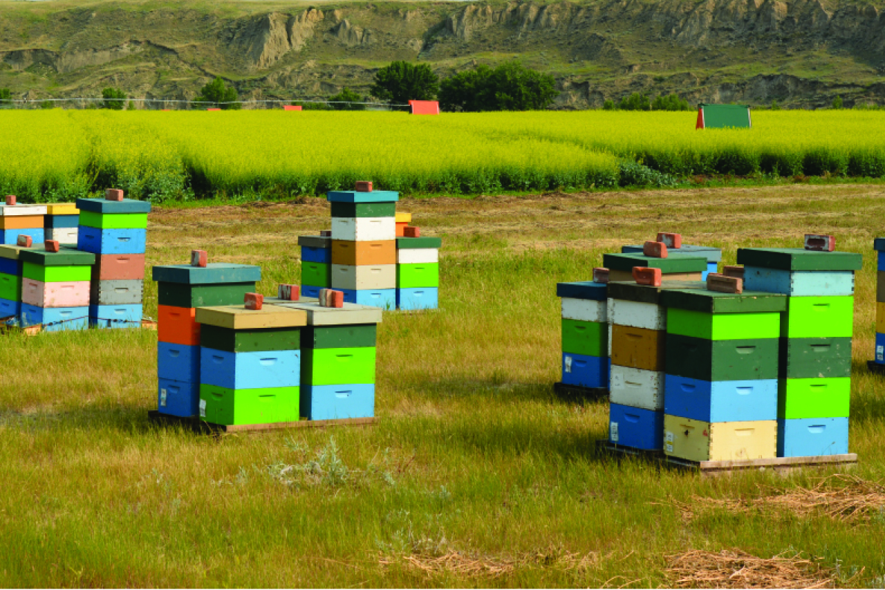 Tech Transfer Program - Alberta Beekeepers Commission