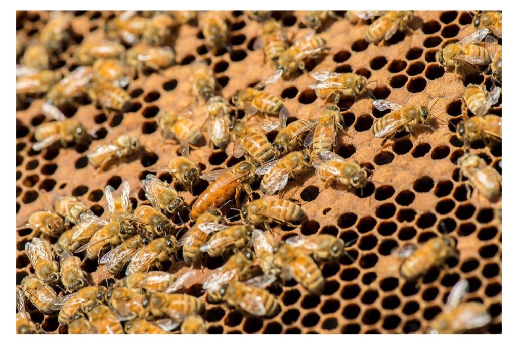 Tech Transfer Program - Alberta Beekeepers Commission