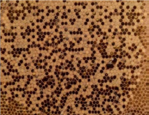 Honey Bee Diseases, Pests,Identification, Diagnosis and Treatment ...