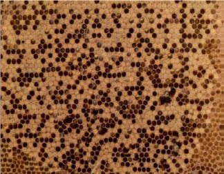 Honey Bee Diseases, Pests,Identification, Diagnosis and Treatment ...