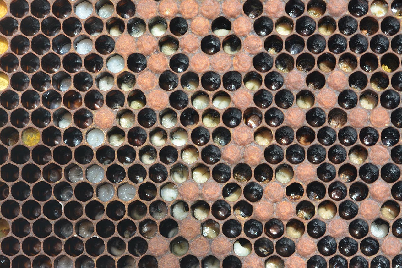 European Foulbrood - Alberta Beekeepers Commission
