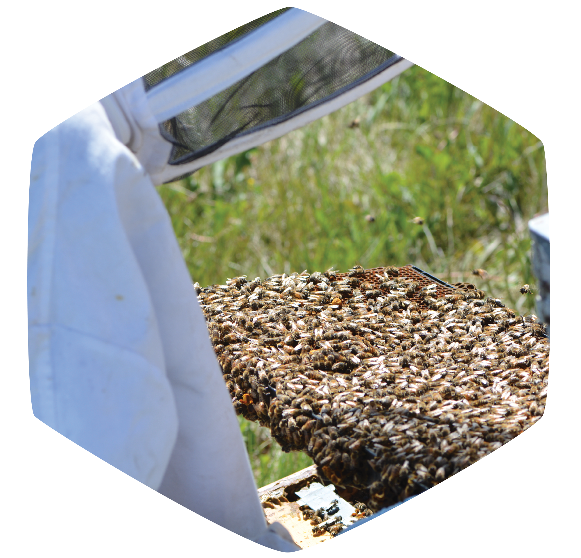 Spring Colony Management: Making Splits from Strong Colonies - Alberta ...