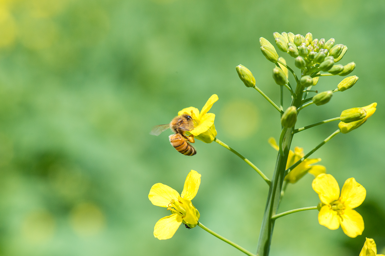 How Alberta bees make Canada’s canola industry possible - Alberta ...