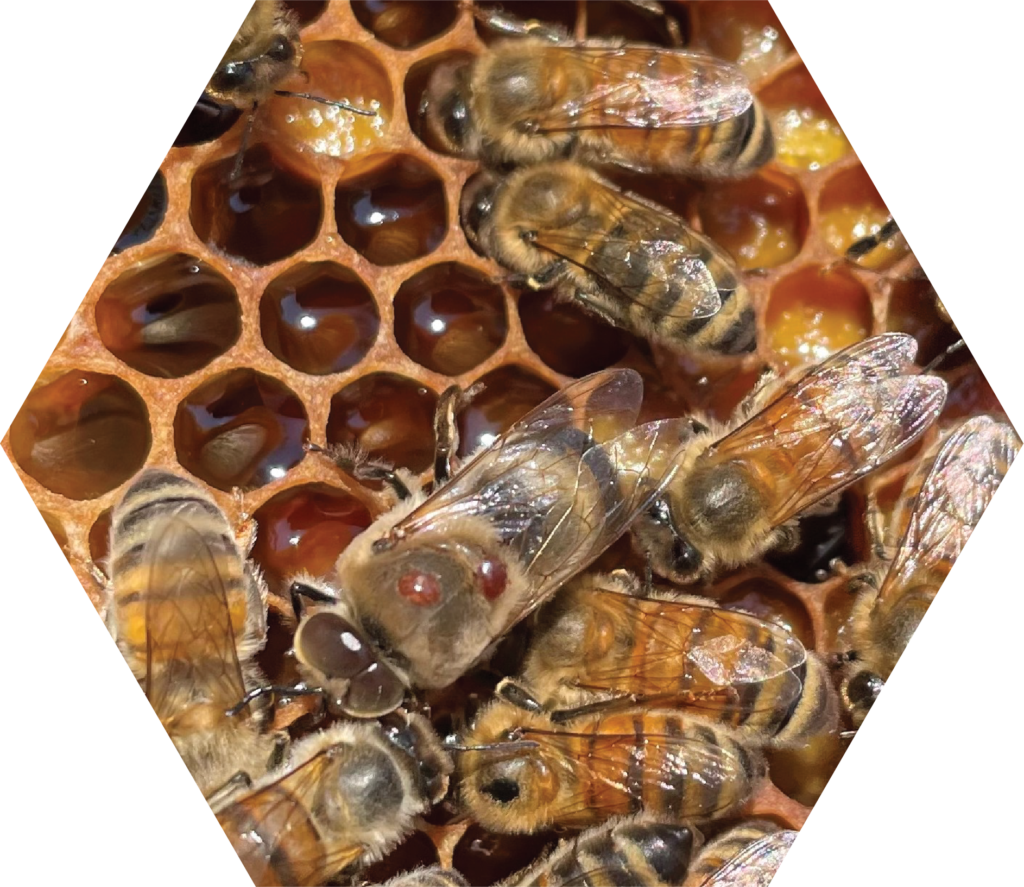 Honey Bee Diseases Course - Alberta Beekeepers Commission