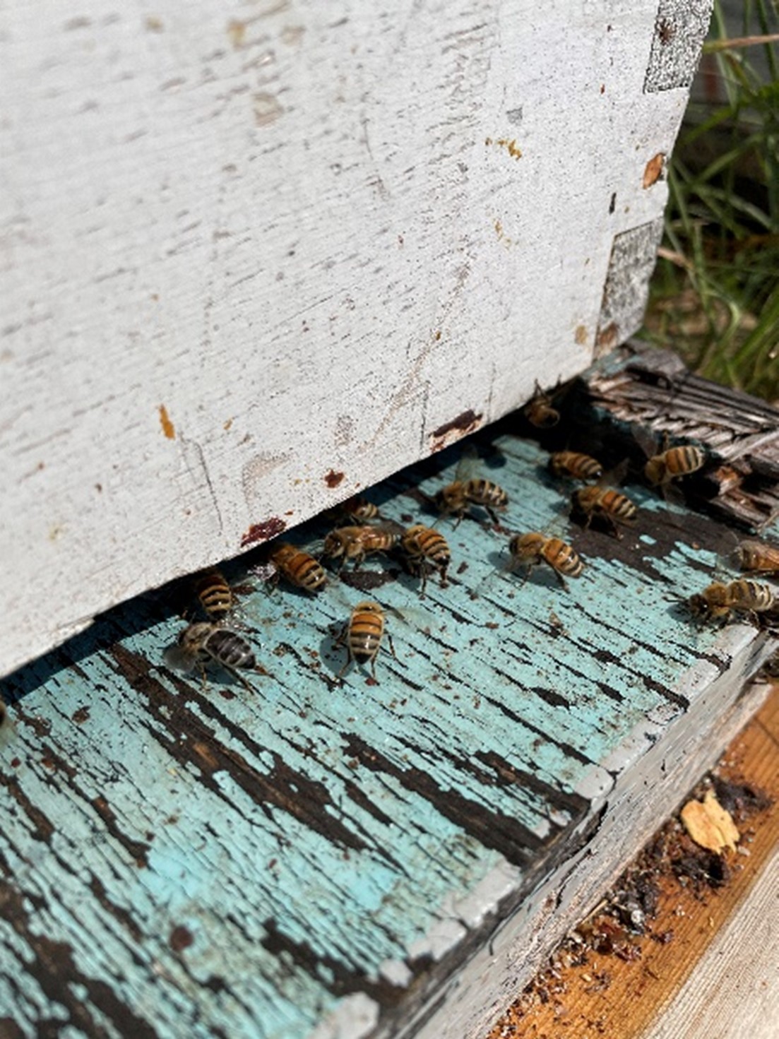 Honey Bee Thermoregulation - Alberta Beekeepers Commission