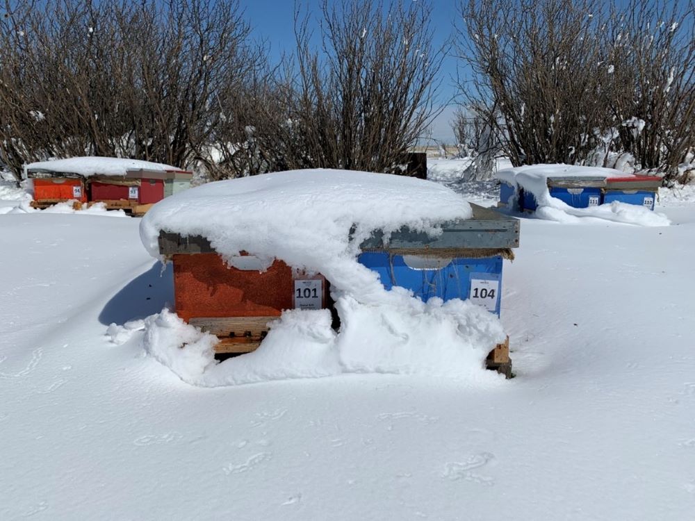Honey Bee Thermoregulation - Alberta Beekeepers Commission