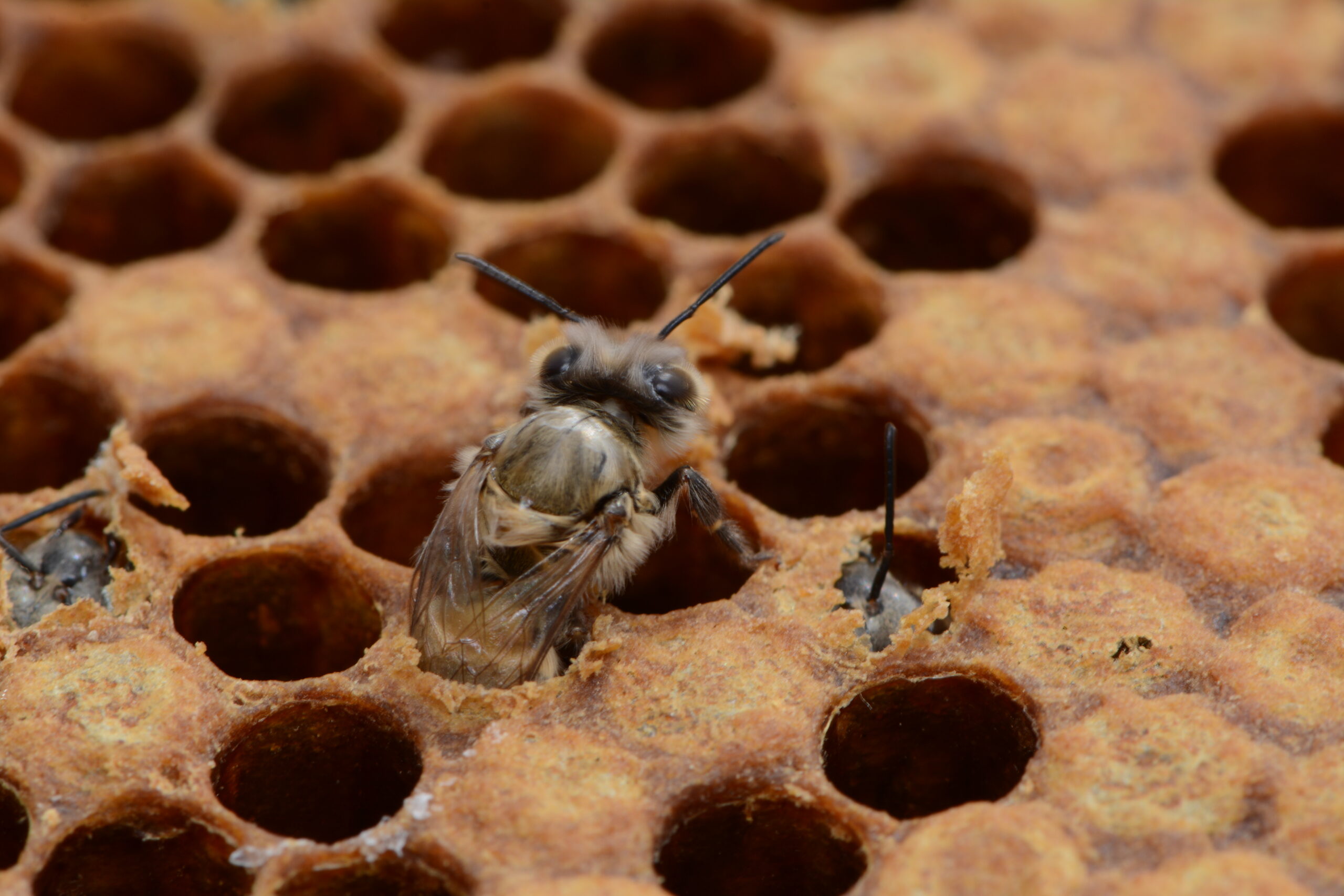 Division of labour in a colony: Who does what? - Alberta Beekeepers ...