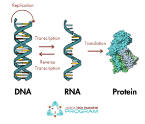 The Genetics Behind RNAi Technology for Viral Treatments in Honey Bees ...
