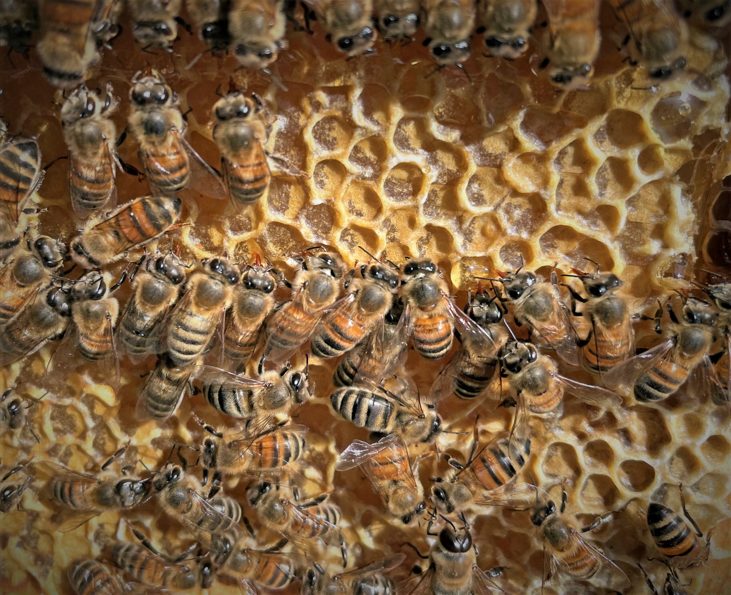 It takes guts – the honey bee microbiome - Alberta Beekeepers Commission